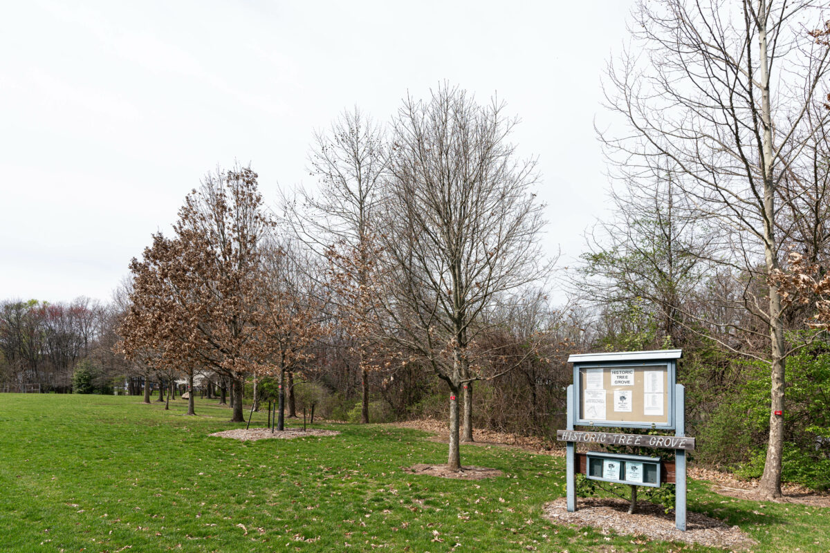 UCNJ Historic Tree Grove – UCNJ